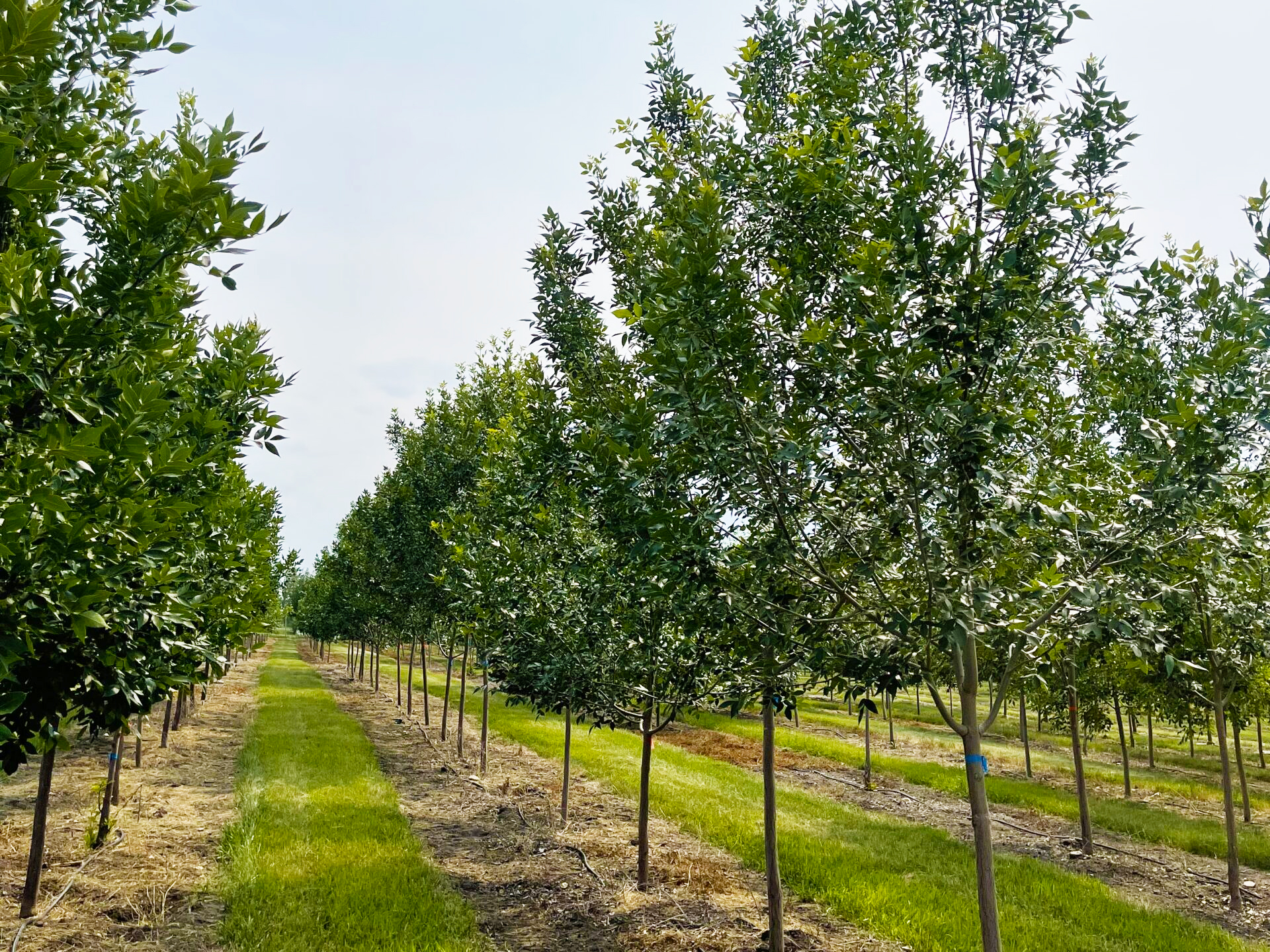 Alberta Tree Farms