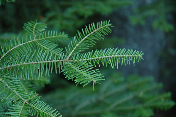 Balsam Fir – Alberta Tree Farms